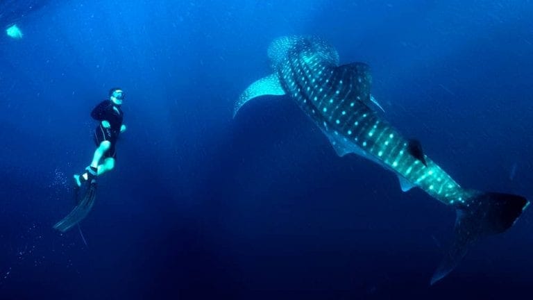 Whale Shark Saleh Bay: Complete Sumbawa Guide