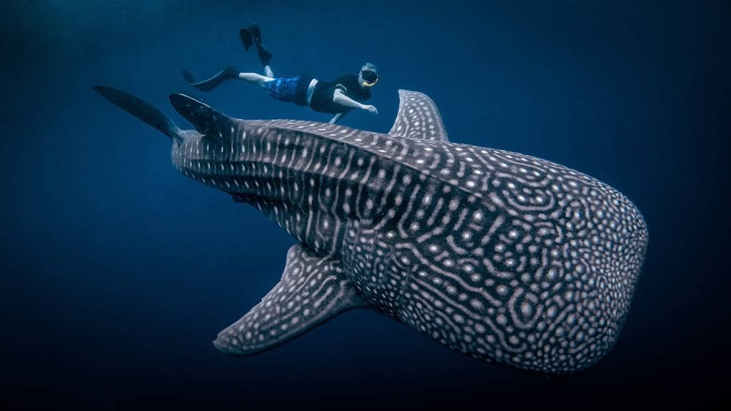 Whale Shark Saleh Bay: Complete Sumbawa Guide